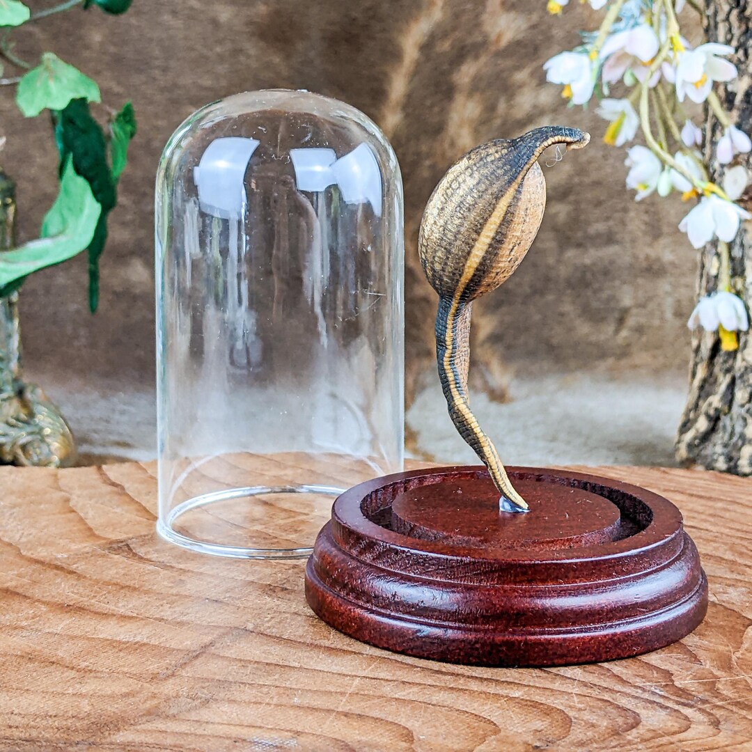 Medicinal Leech Dome Display Specimen Taxidermy Oddities Curiosity ...