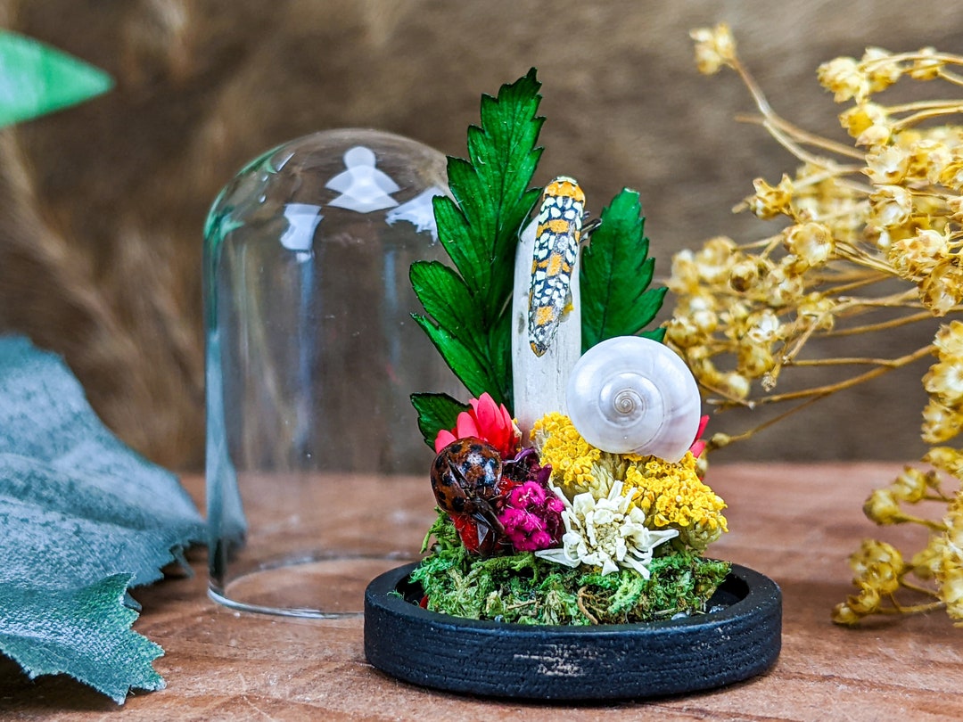 W192c Webworm Moth Glass Dome Display Minature Victorian Oddities ...