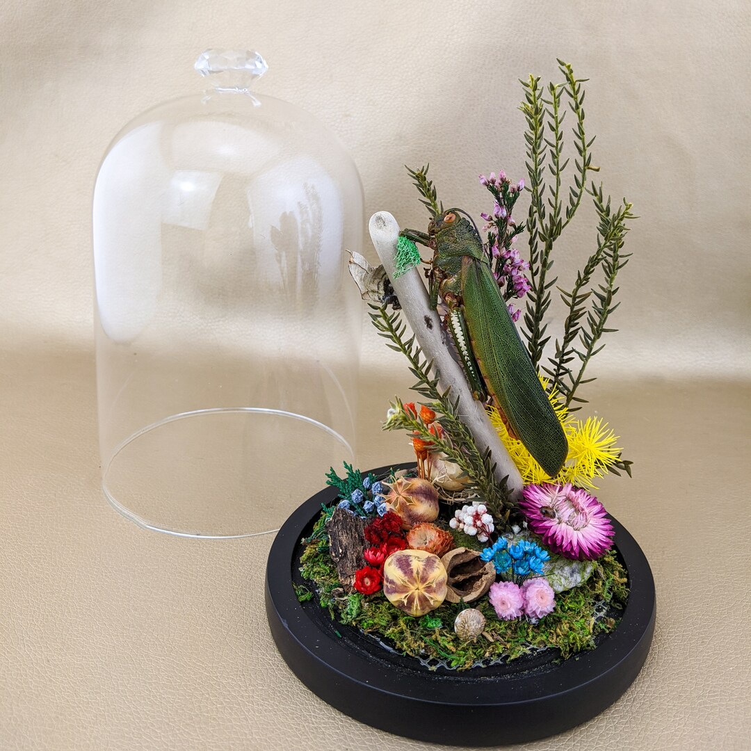 Q34a Purple Grasshopper Locust Glass Dome Display Entomology Taxidermy ...