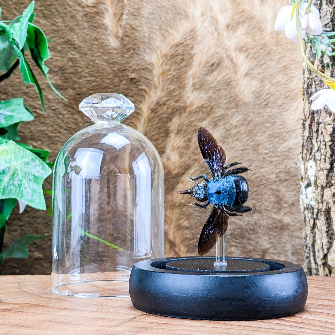 Preserved Blue Carpenter Bee Taxidermy Oddities Entomology Dome ...