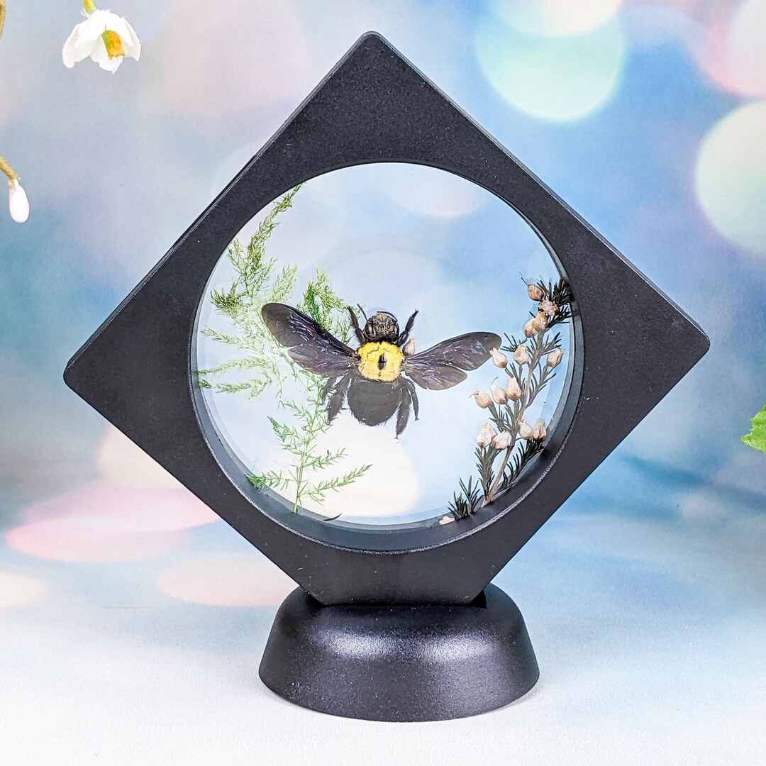 Ropical Bumble Bee Floating Frame Display Oddities Curiosities ...
