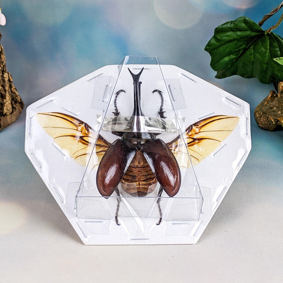 Odontolabis Sarasinorum Beetle Specimen Craft Collectible Taxidermy ...