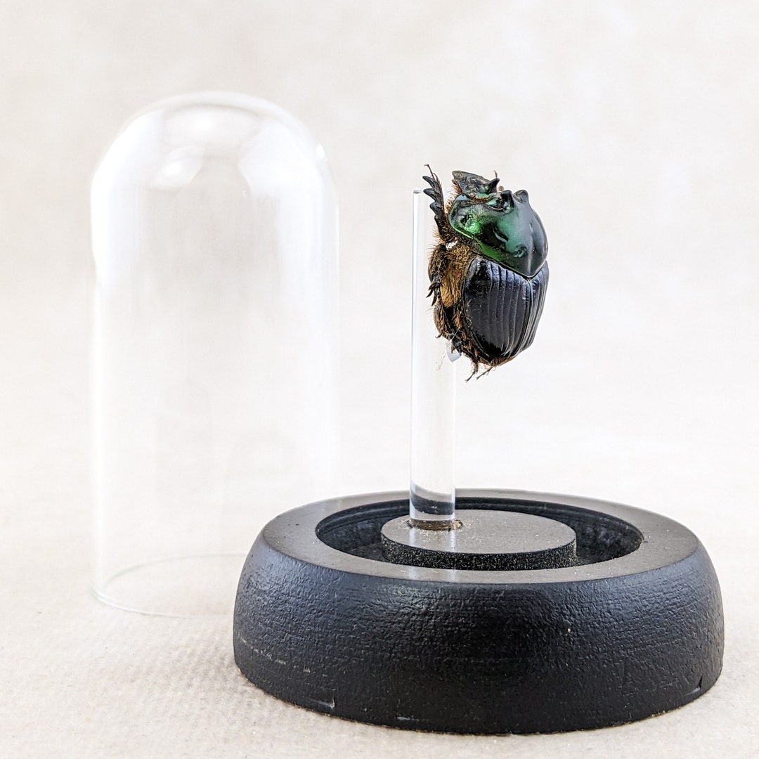 D55b hg Dung Beetle Glass Dome Display Male Entomology Taxidermy ...
