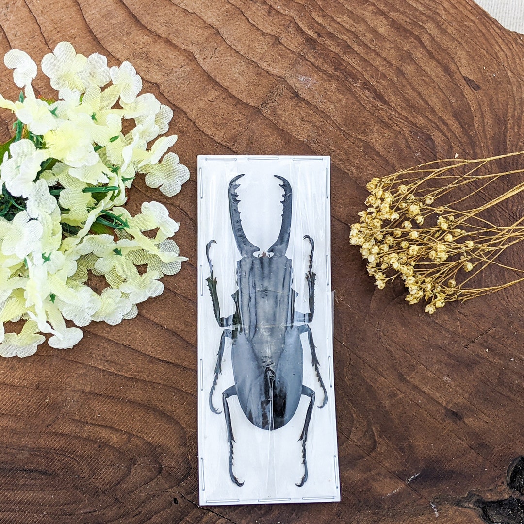 Dorcus Titanus Palawanicus Stag Beetle 75MM Specimen Craft Oddities Specimen Educational ...
