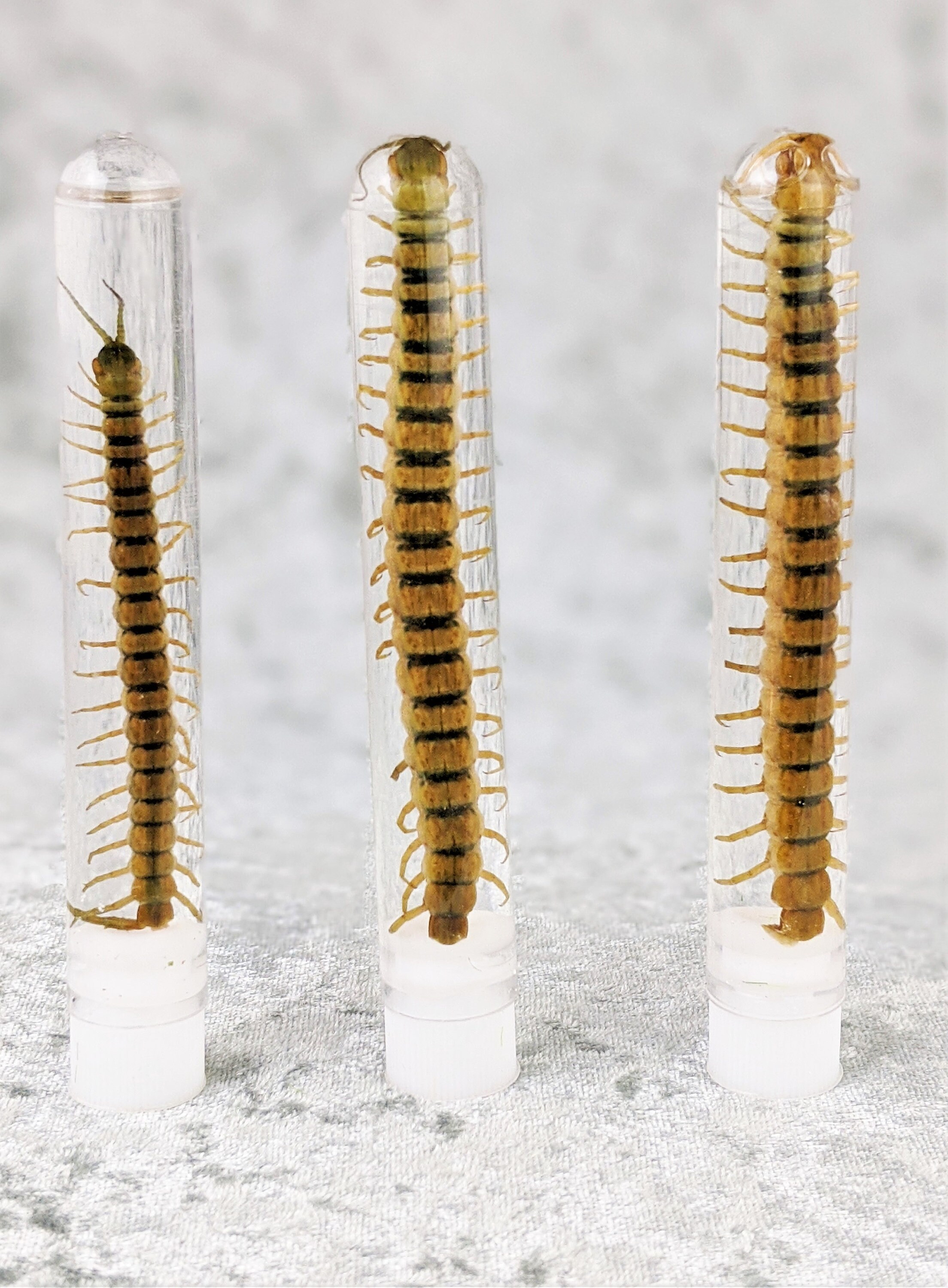 Centipede Wet Specimen Centipede Specimen Collectible Oddities - Etsy ...