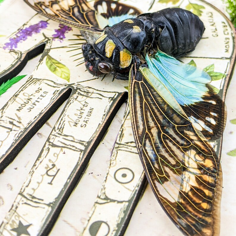 Tosena Splendida Cicada Shadowbox Display Entomology Taxidermy Oddity ...