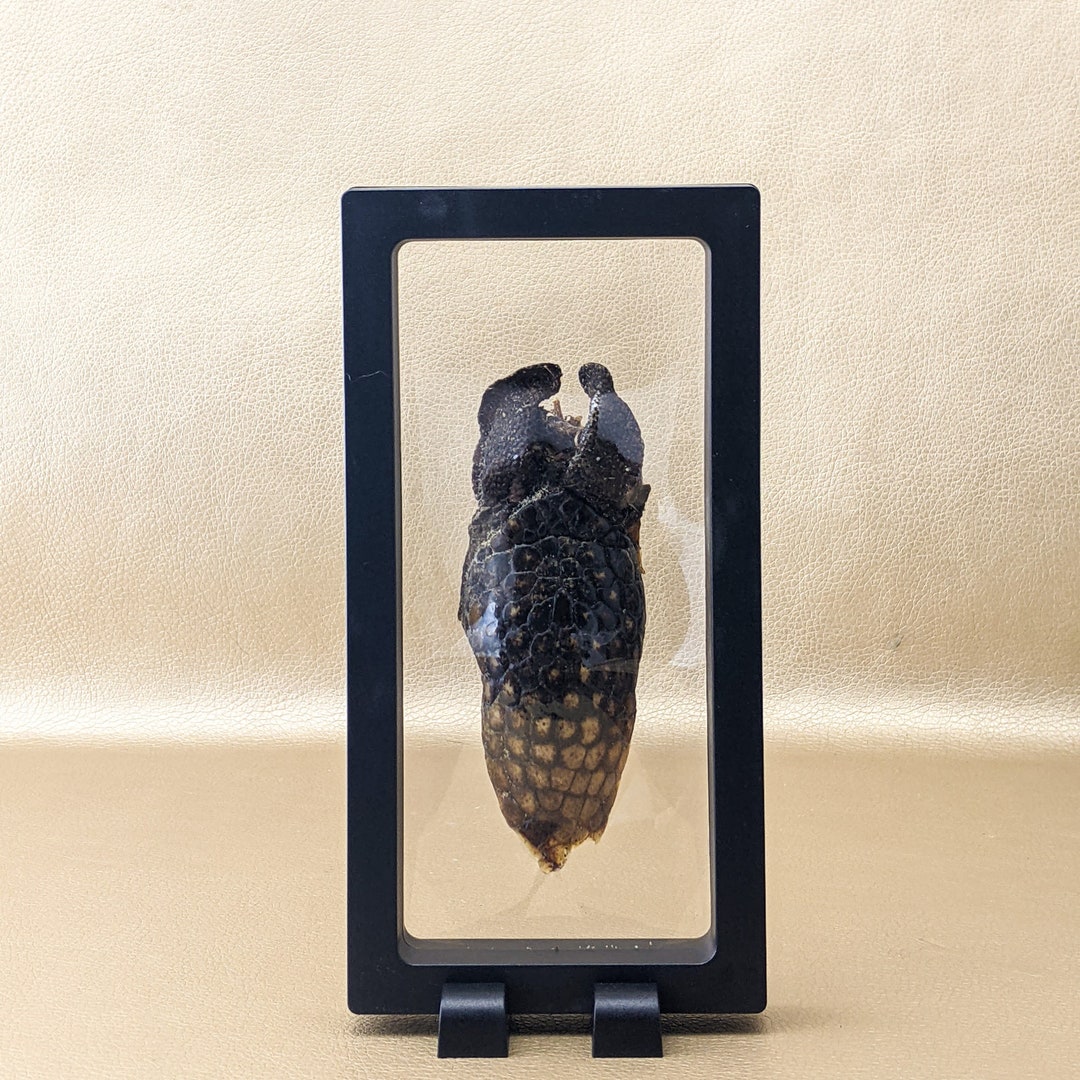 Armadillo Face Armor Floating Display Oddities Curiosities Taxidermy ...