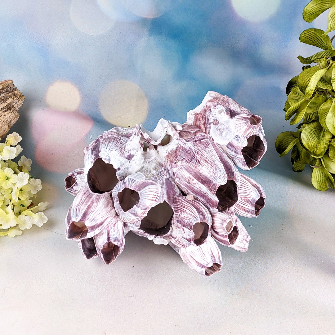 Ocean Pink Purple Barnacle Coral Cluster Coast Reef Aquarium ...