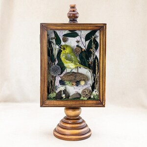 Victorian Style Taxidermy Common Iora Bird Standing Frame Display Bird ...