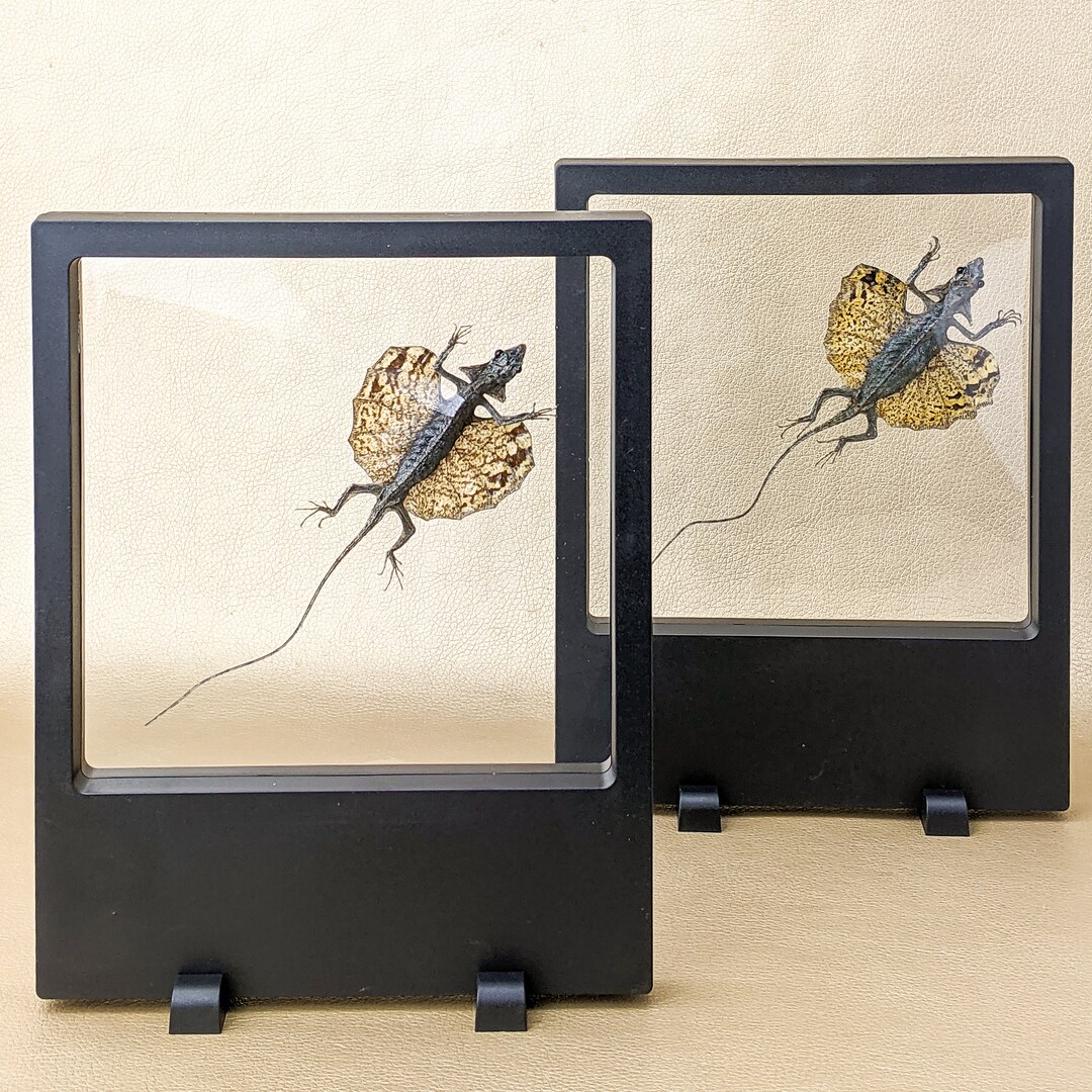H10p Taxidermy Draco Volans Lizard Floating Frame Oddities - Etsy