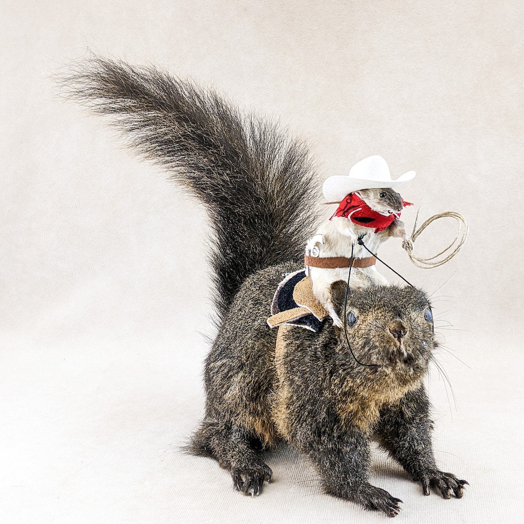 Cowboy Mouse Riding Real Squirrel Cute Taxidermy Oddities Curiosities ...