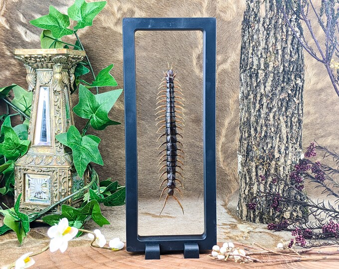 G99b Centipede Specimen Floating Display Entomology Taxidermy Oddities ...