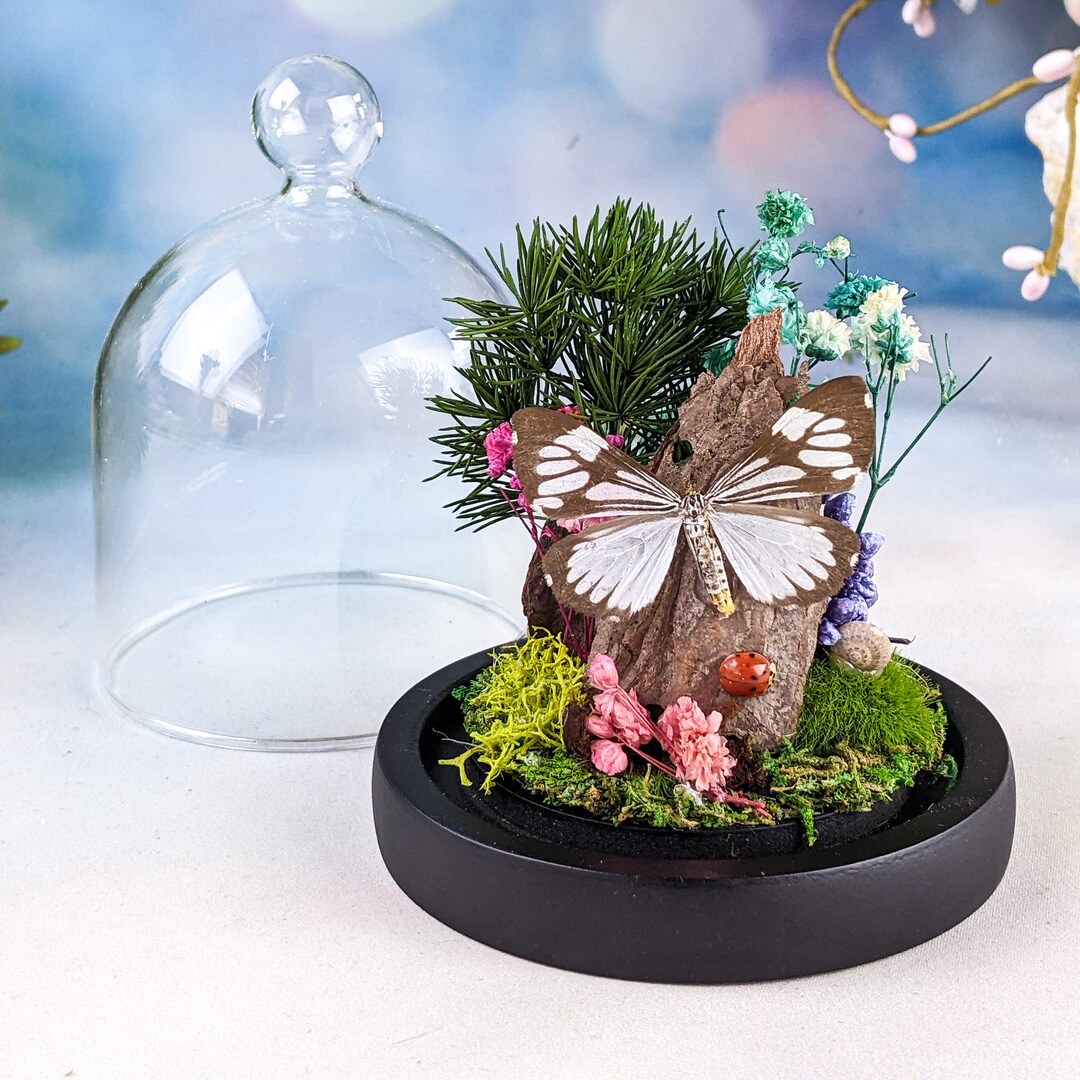 Marbled White Moth Glass Dome Display Taxidermy Oddities Curiosities ...