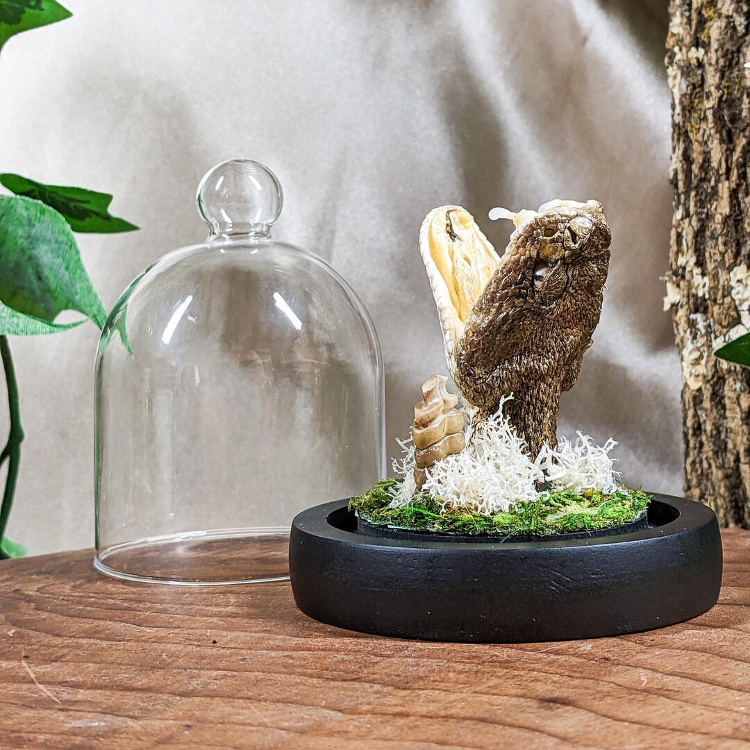 Rattlesnake Snake Head & Tail Taxidermy Oddities Curiosities Glass Dome ...