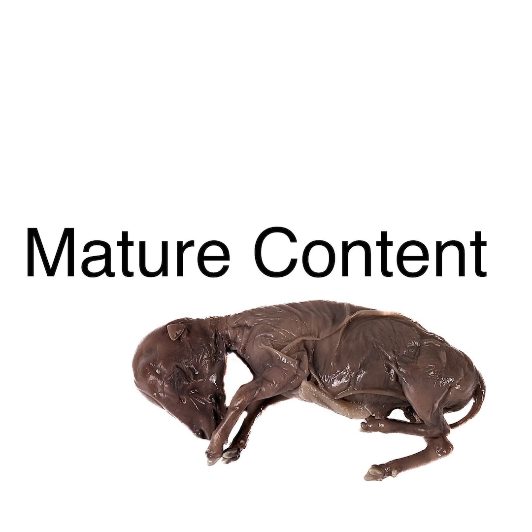 Sheep #3 Lamb Fetus Wet Specimen Oddities Curiosities Preserved ...