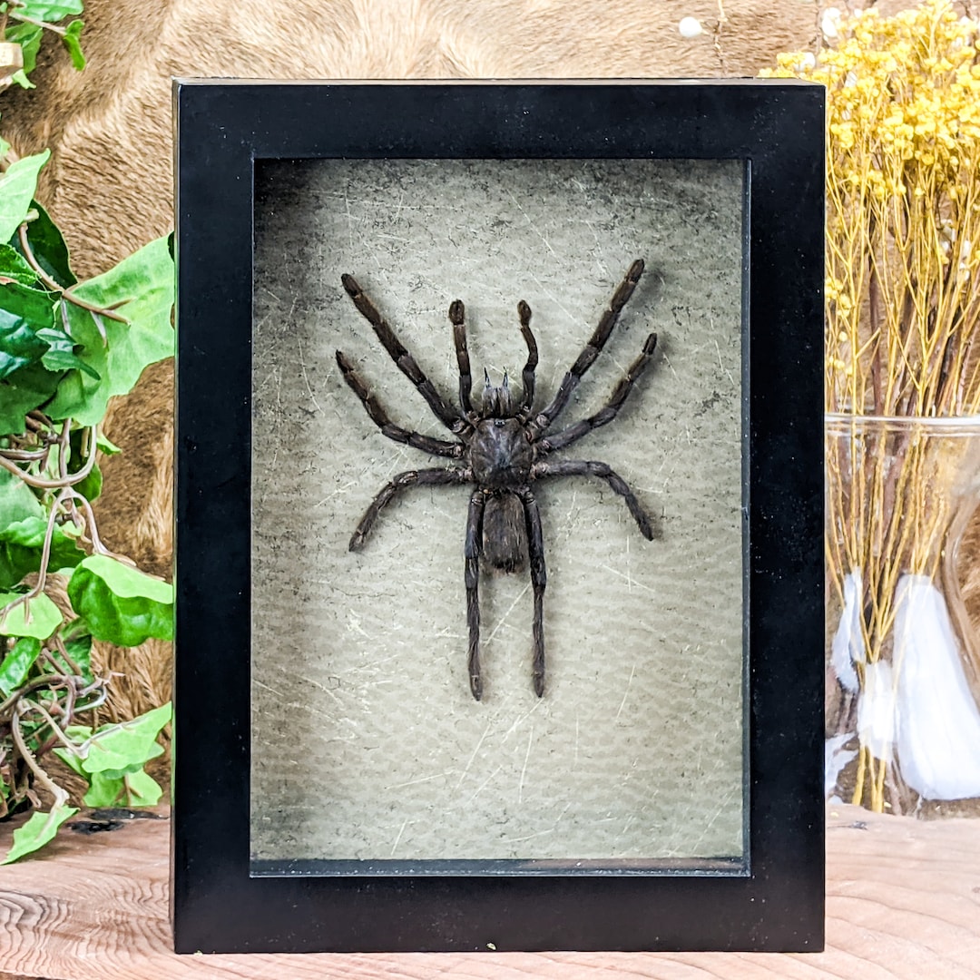 S30a Entomology Taxidermy Real Tarantula spider Arachnid Collectible ...