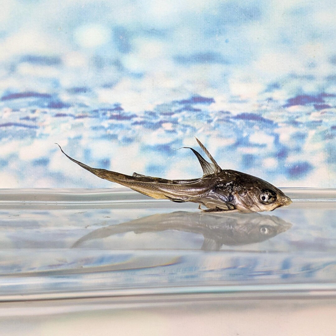 Hard Head Catfish Taxidermy Oddity Collectible Aquarium Educational ...