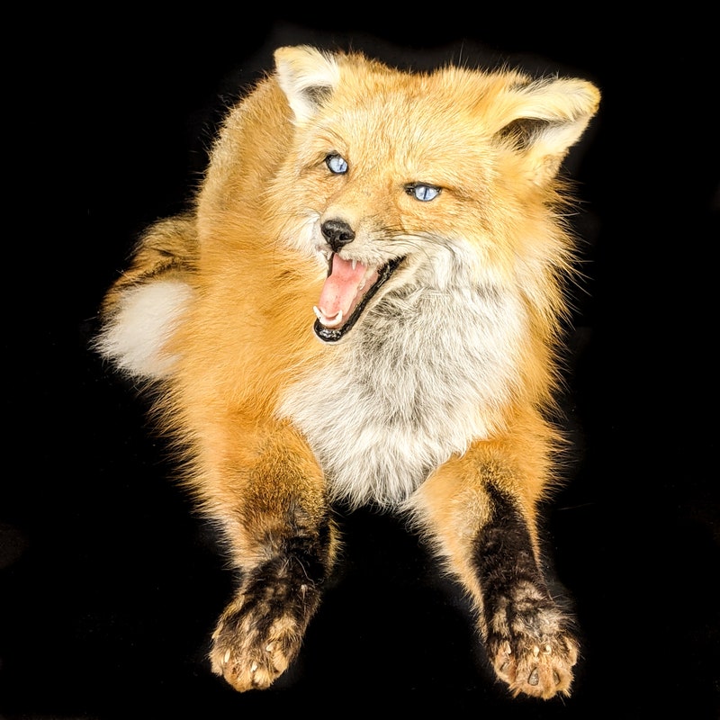 Taxidermy Fox - Etsy