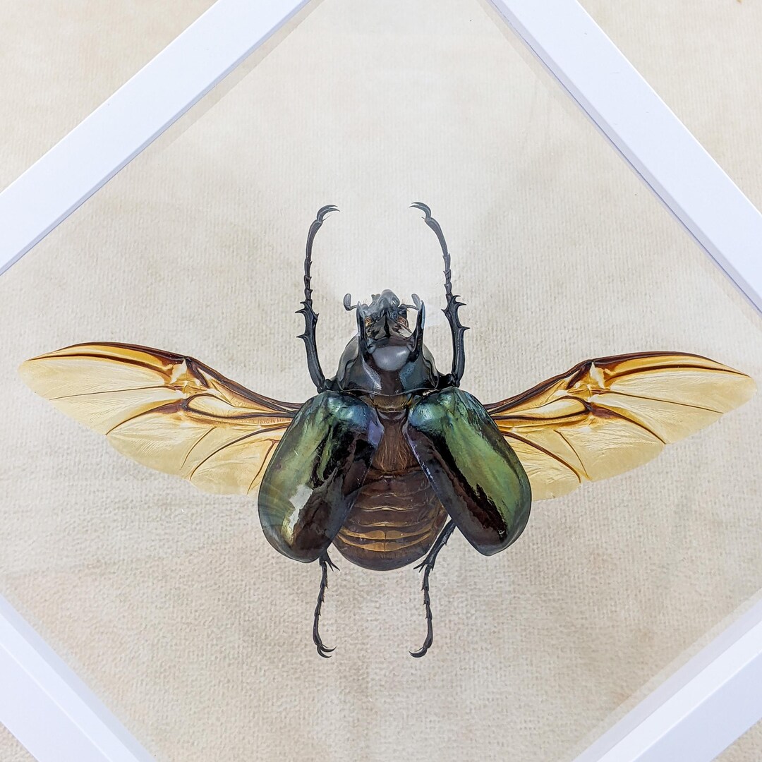 Chalcosoma Spread Beetle BIG Framed Display Spread Atlas Specimen ...