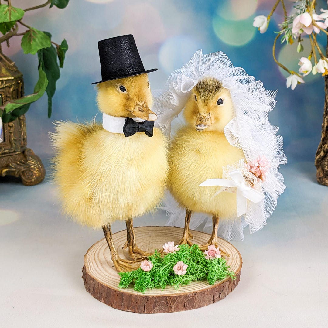 Wedding Duckling Ducks Bride & Groom Display SP: A Platyrhynchos ...