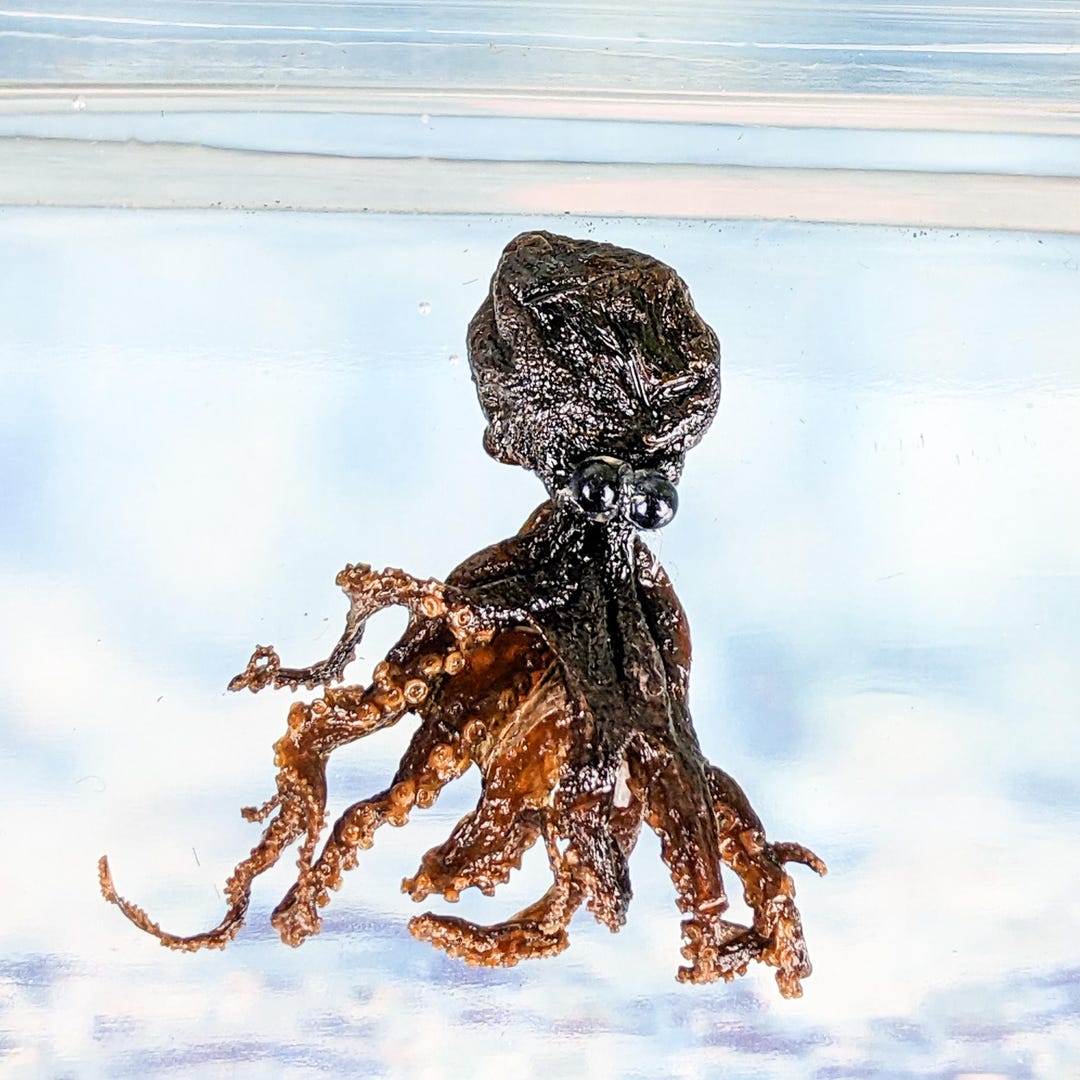 Octopus Baby Specimen Collectable Craft Crafting Oddity Curiosity Decor ...