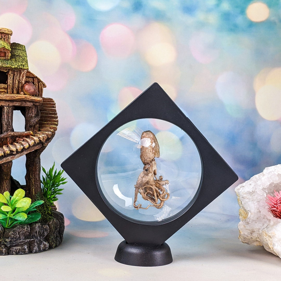 Octopus Taxidermy Curiosities Oddities Floating Display Collectible ...