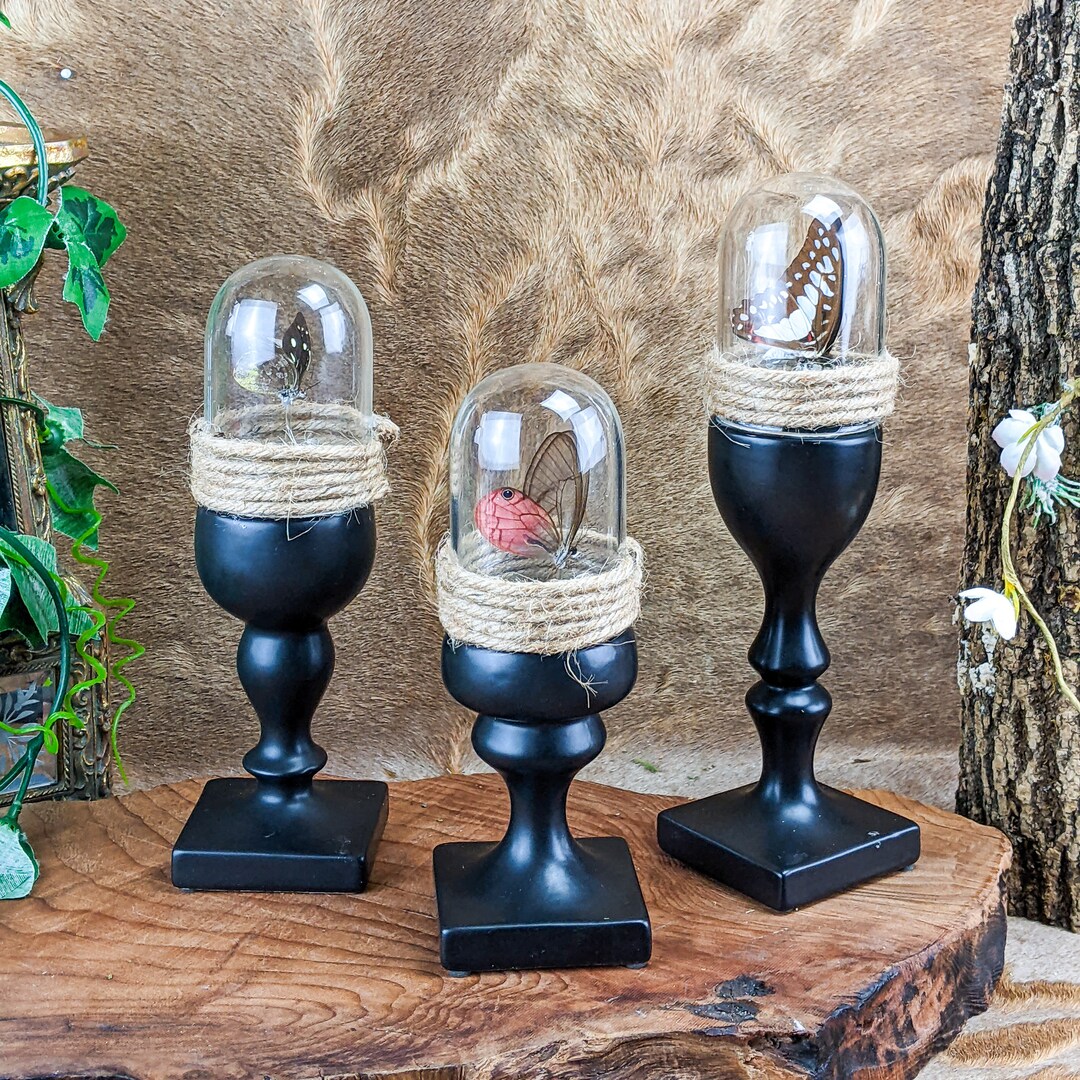 Butterfly Domes Set of 3 Displays Entomology Taxidermy Oddity ...