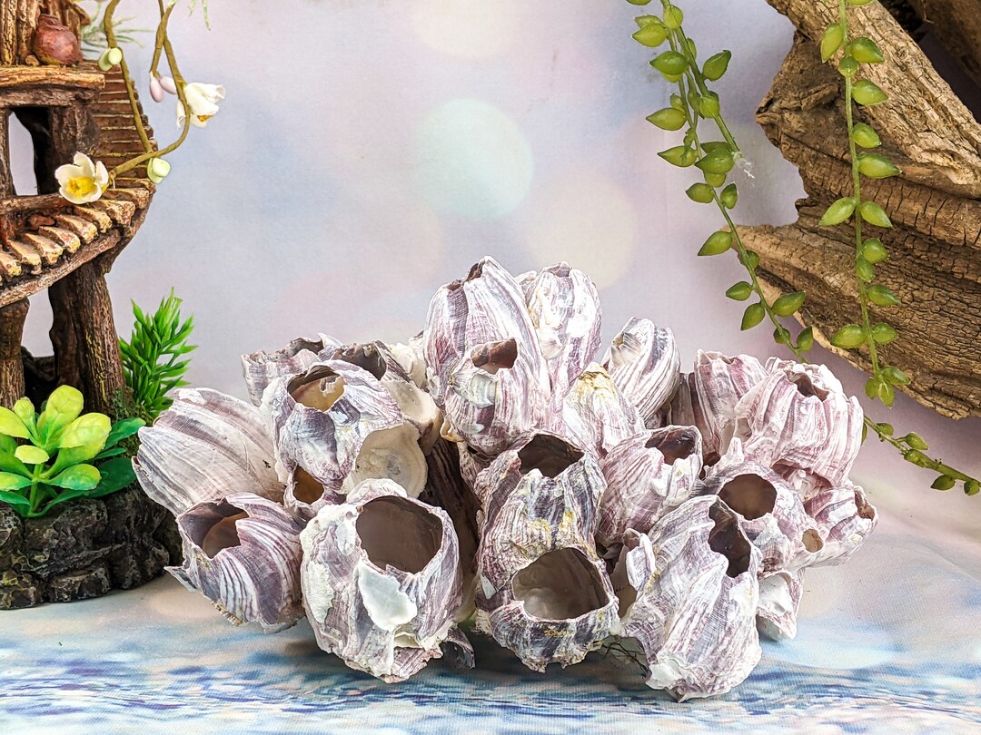 Q50h Ocean Pink Purple Barnacle Coral Cluster Coast Nautical - Etsy
