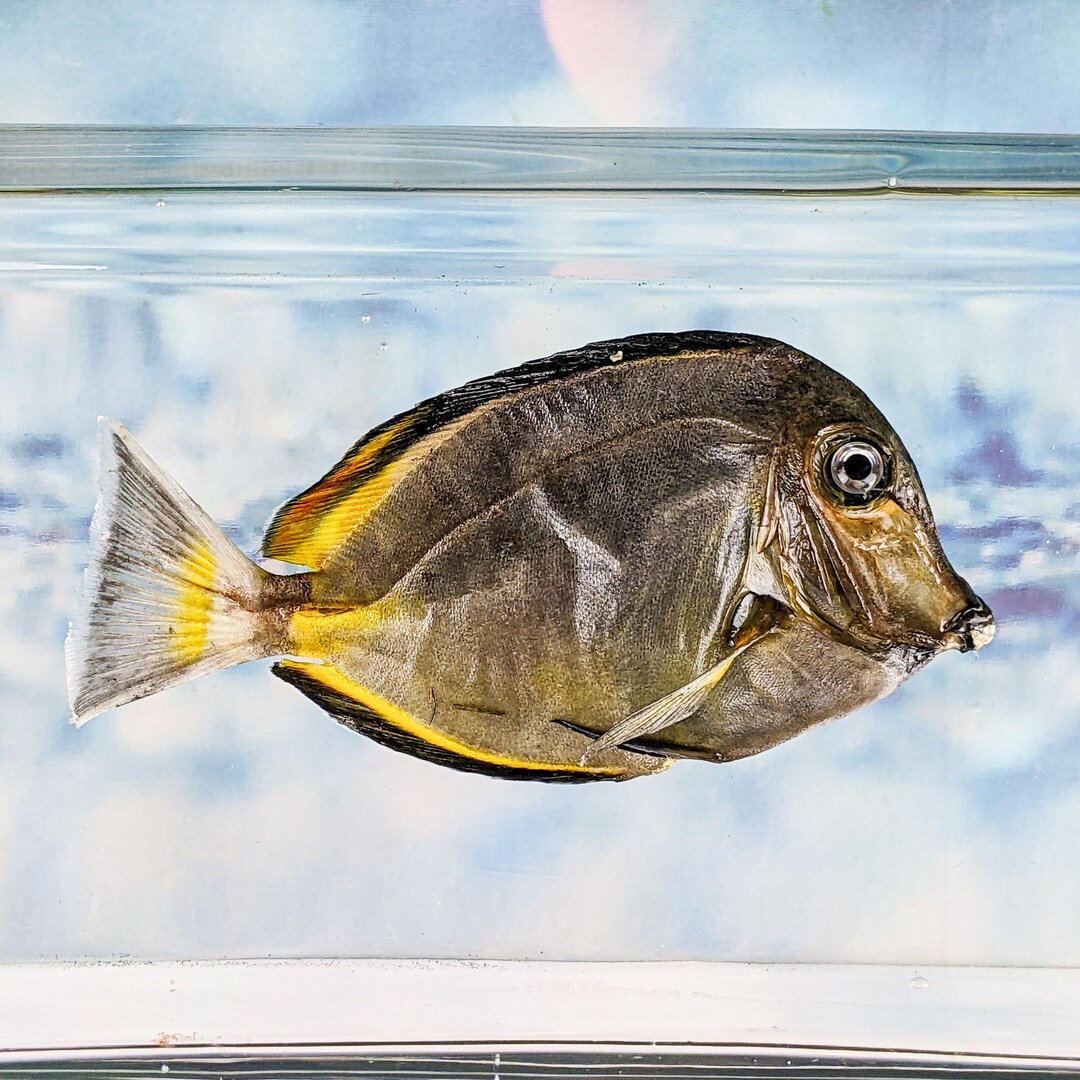 Tang Fish Specimen Taxidermy Craft Aquarium Collectible Specimen Marine ...