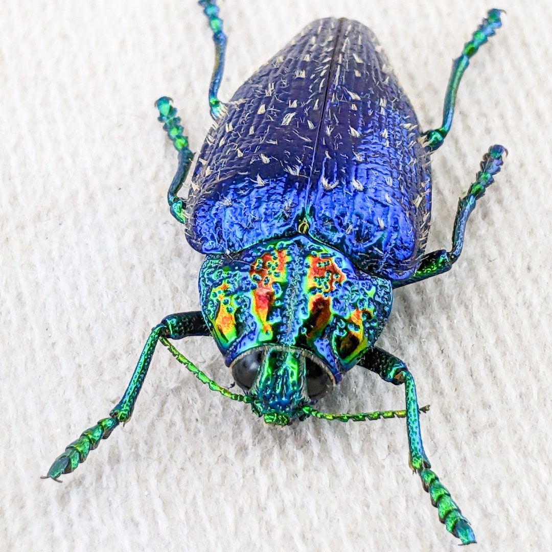Polybothris Sumptuosa Gemma Jewel Beetle Specimen Iridescent Craft ...
