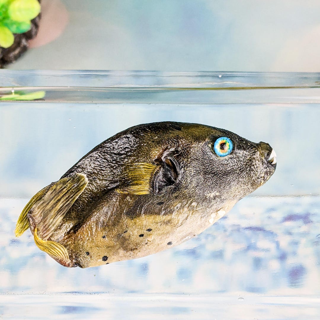 Parrot Puffer Fish Specimen Taxidermy Oddity Collectible Educational ...