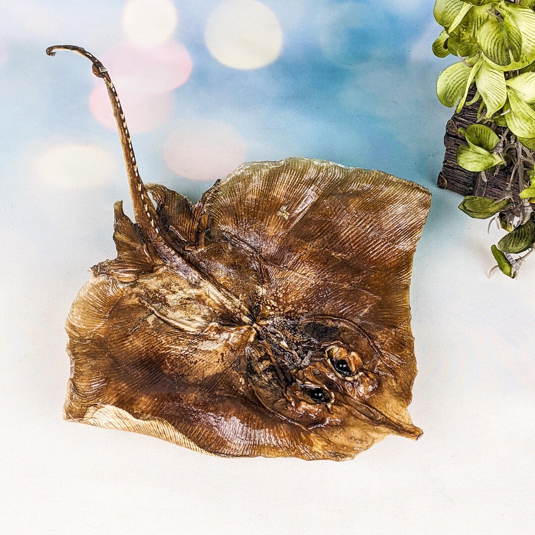 Clearnose Skate Fish Oddities Curiosities Specimen Stingray Collectible ...