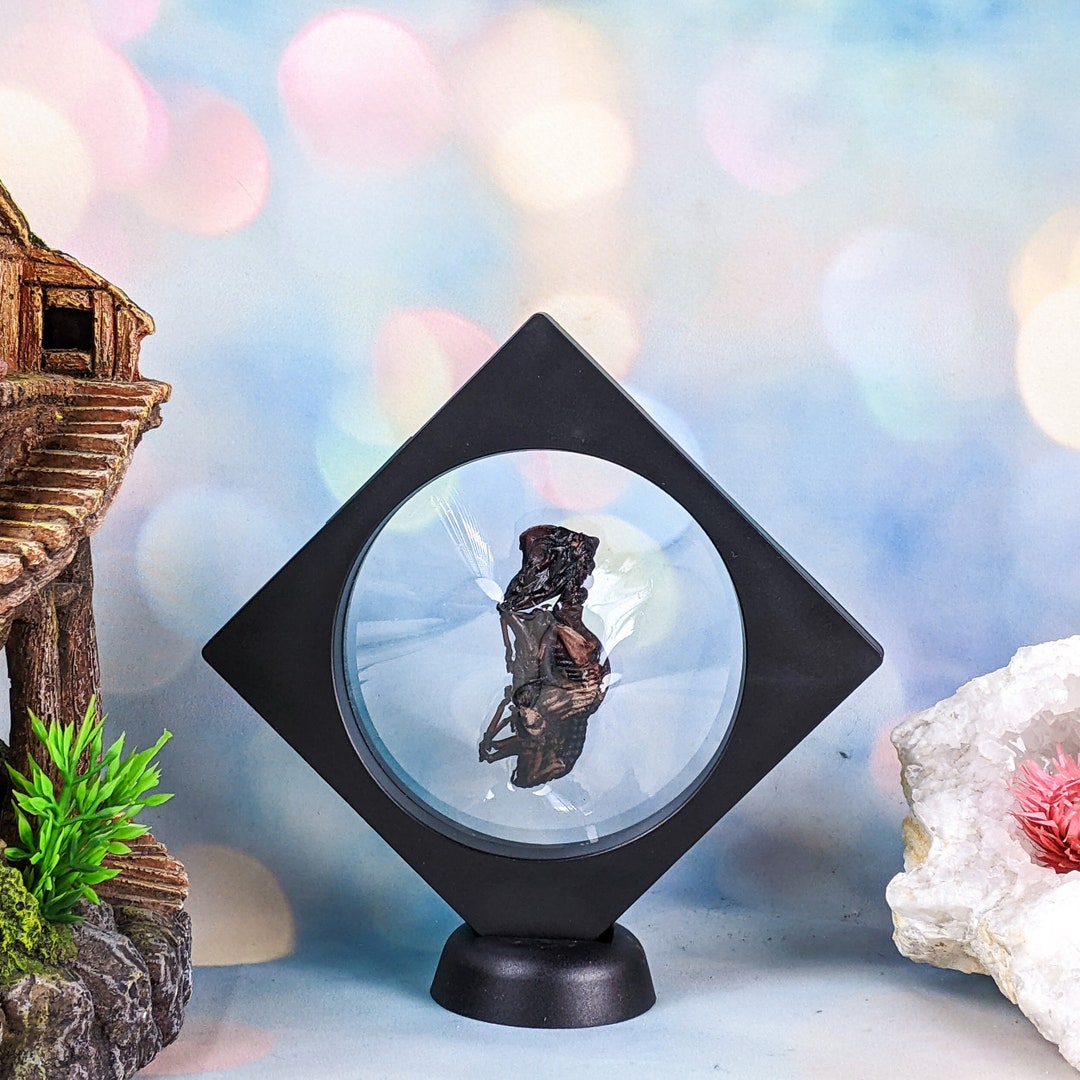 K65d Fetal Lamb Preserved Floating Frame Mummified Display Taxidermy ...
