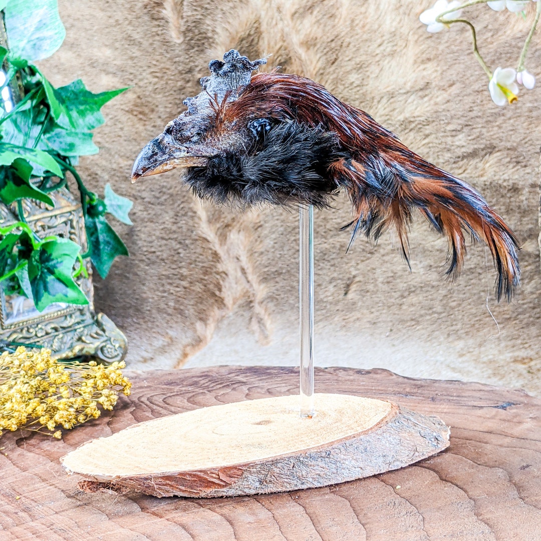 G18d Rooster Chicken Head Mount Display Taxidermy Chick Bird - Etsy