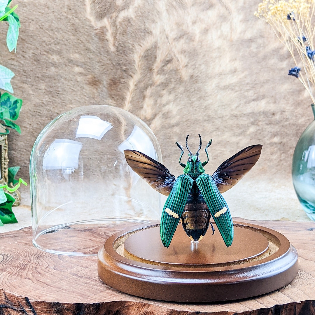 W76a LG Catoxantha Opulenta Green Banded Jewel Beetle Spread Glass Dome ...