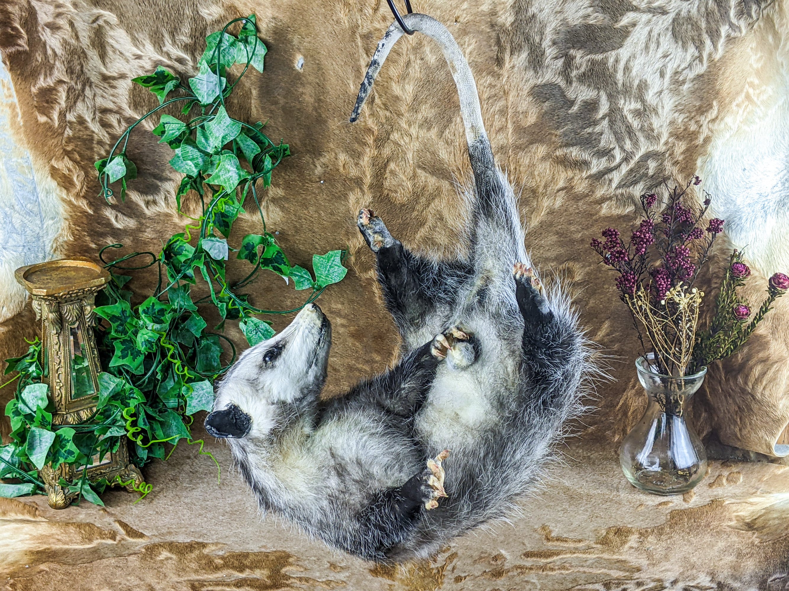 Opossum Hanging