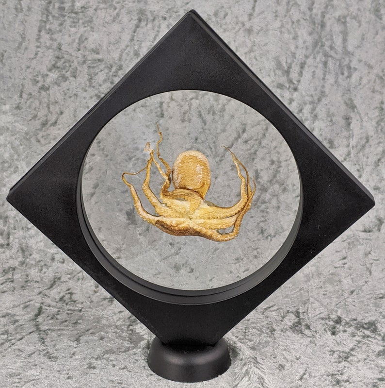 W49j Taxidermy Octopus floating display collectible specimen | Etsy