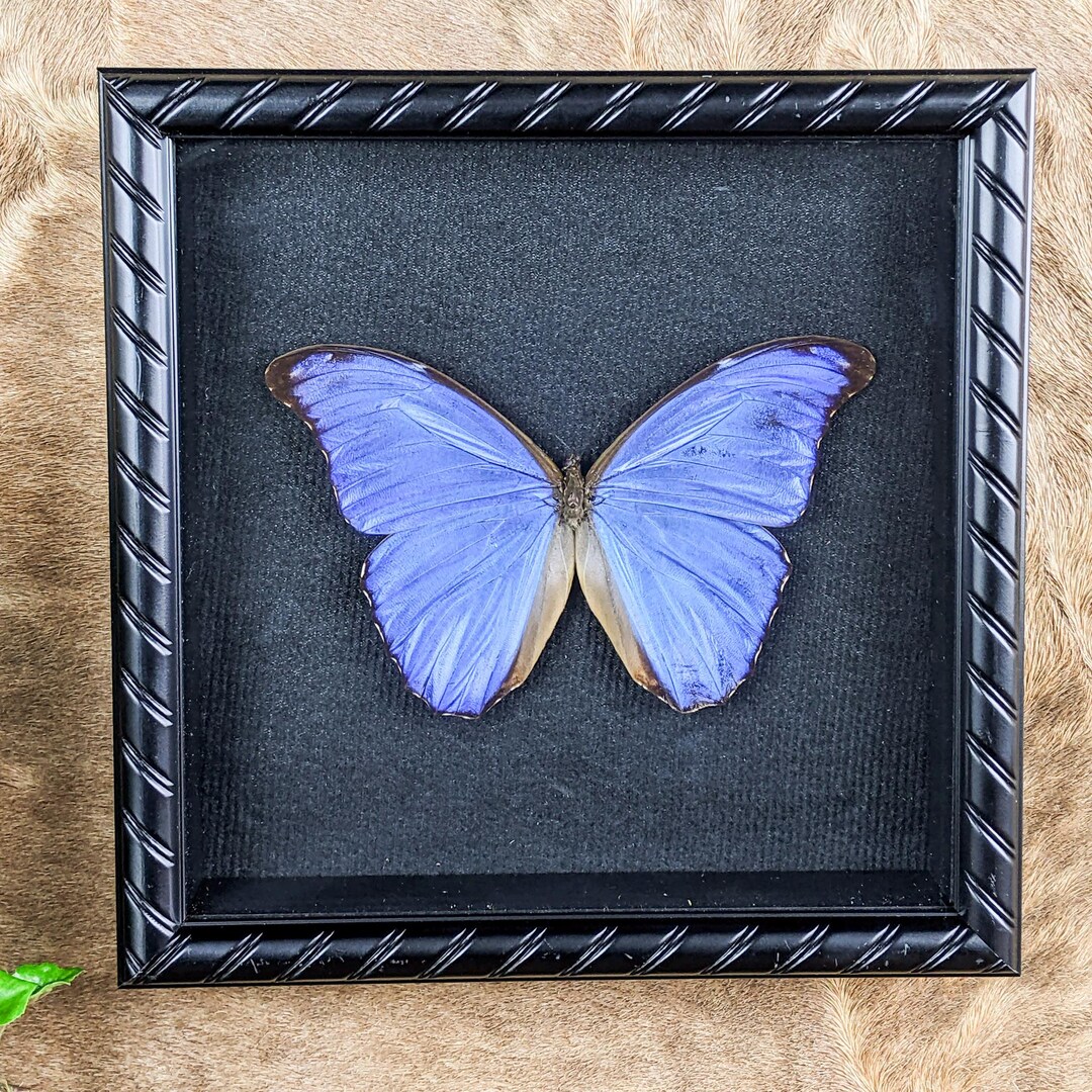Blue Peruvian Morpho Butterfly Shadowbox Taxidermy Entomology ...