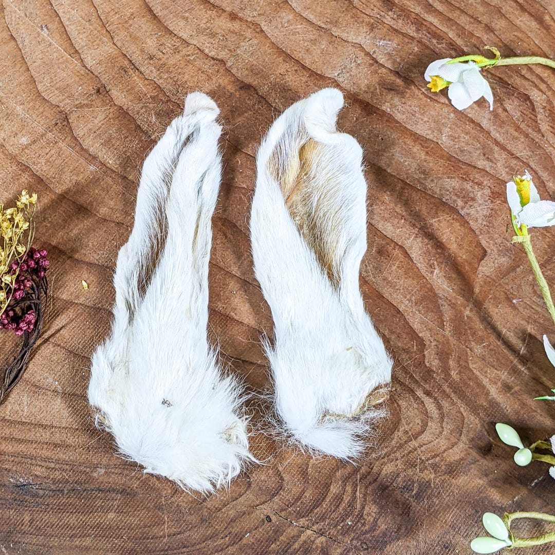 Bunny Rabbit Ears 4 Taxidermy Oddities Curiosities Preserved ...