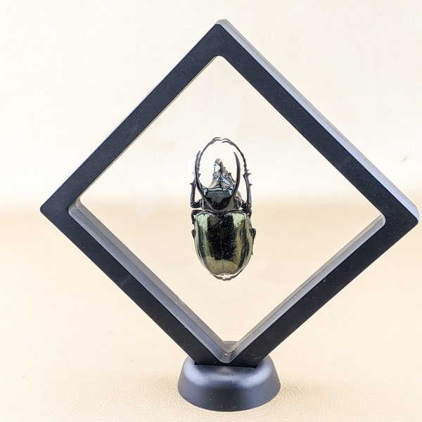 Atlas Beetle - Etsy