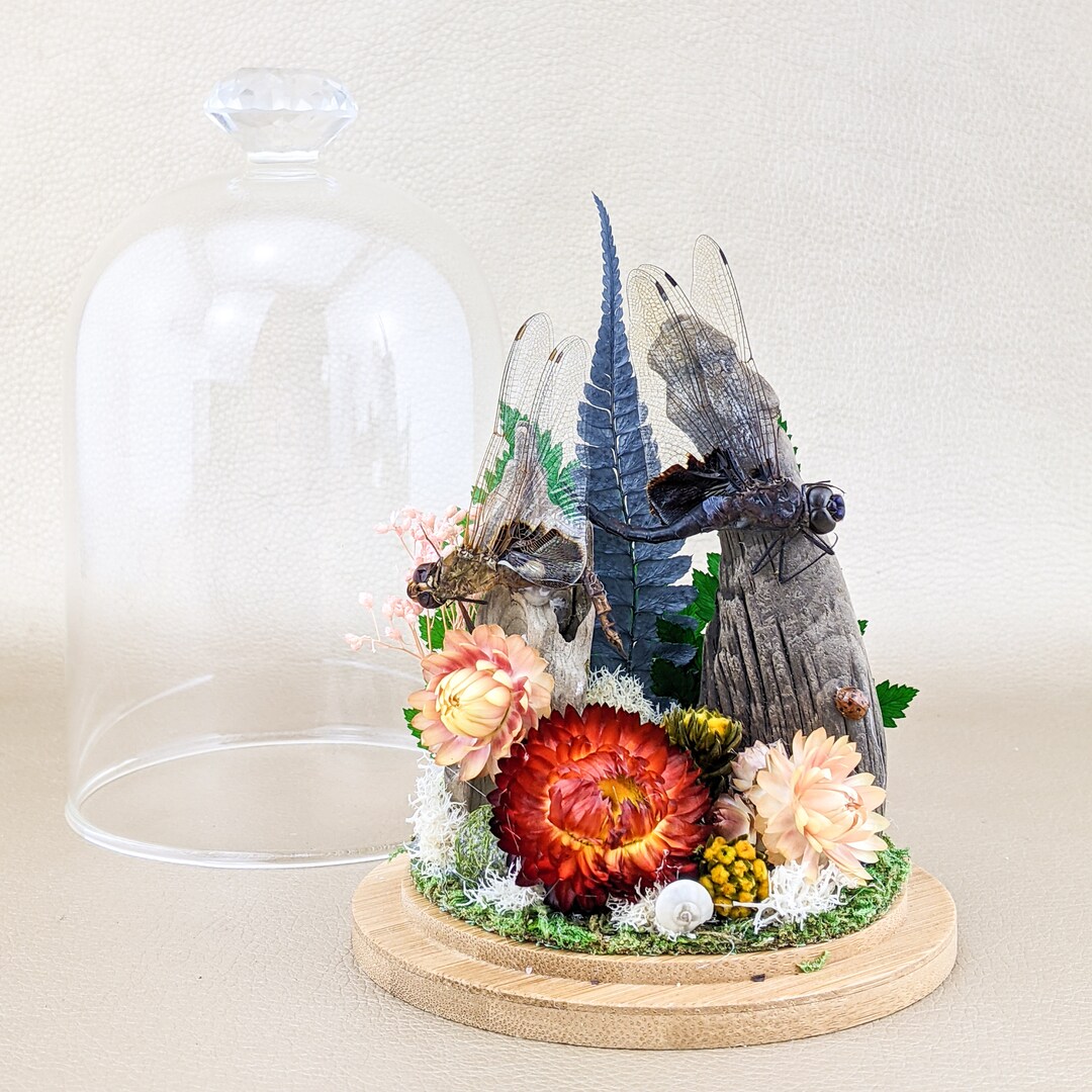 Dragonfly Natural Display Glass Dome Entomology Taxidermy Oddity ...
