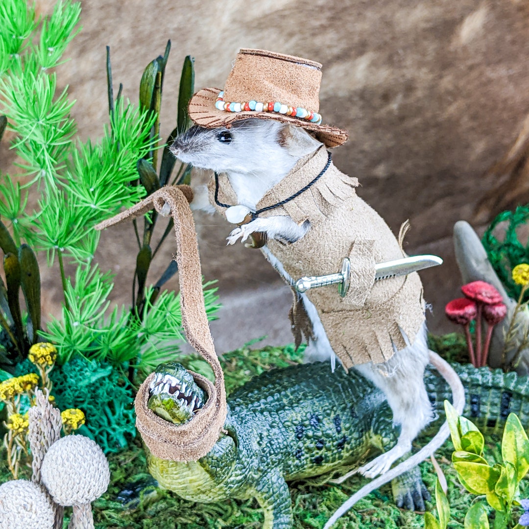 Alligator Adventure Dandee Mouse Display Taxidermy Curiosities Oddities ...