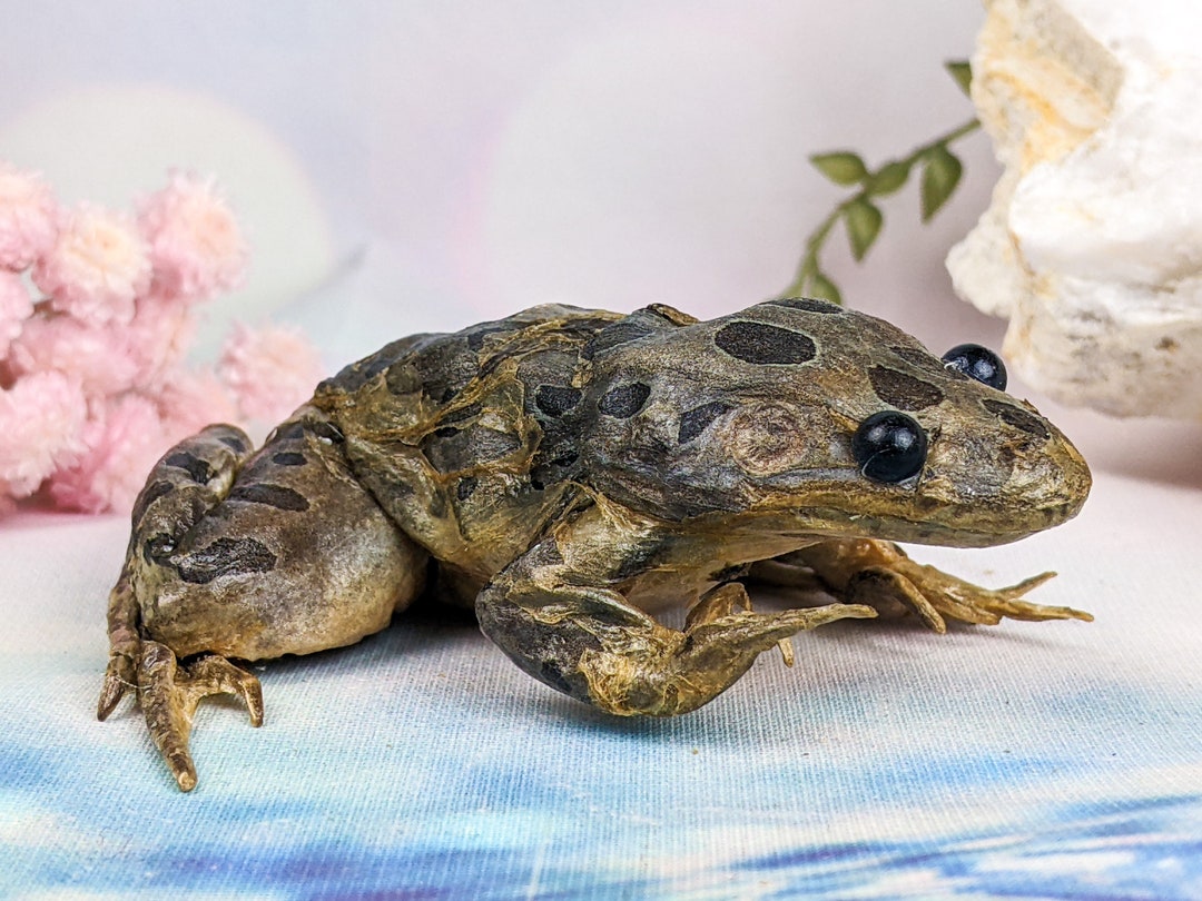 P41e LS Leopard Frog Taxidermy Specimen Oddities Curiosities ...