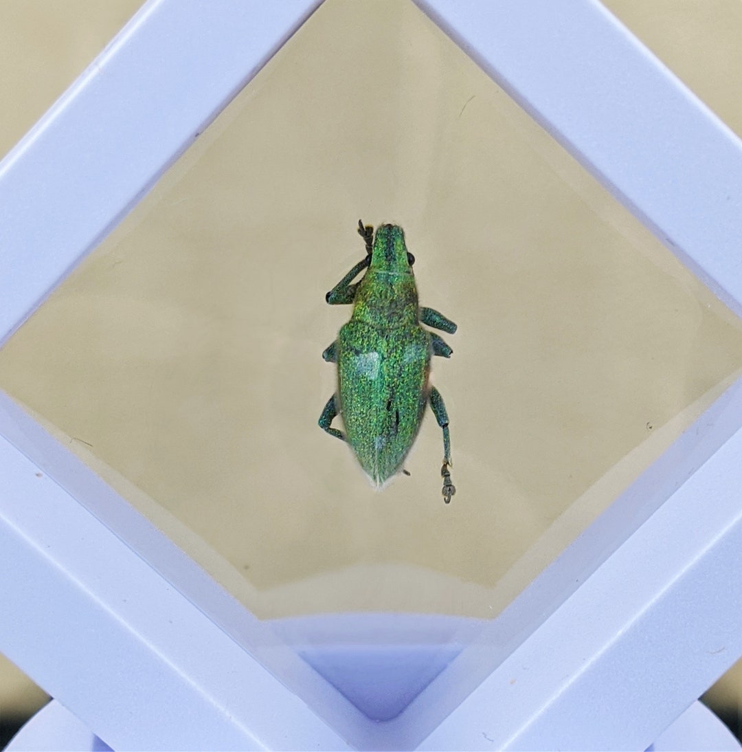 Dust Snoot Weevil Beetle Floating Frame Display Specimen Taxidermy ...