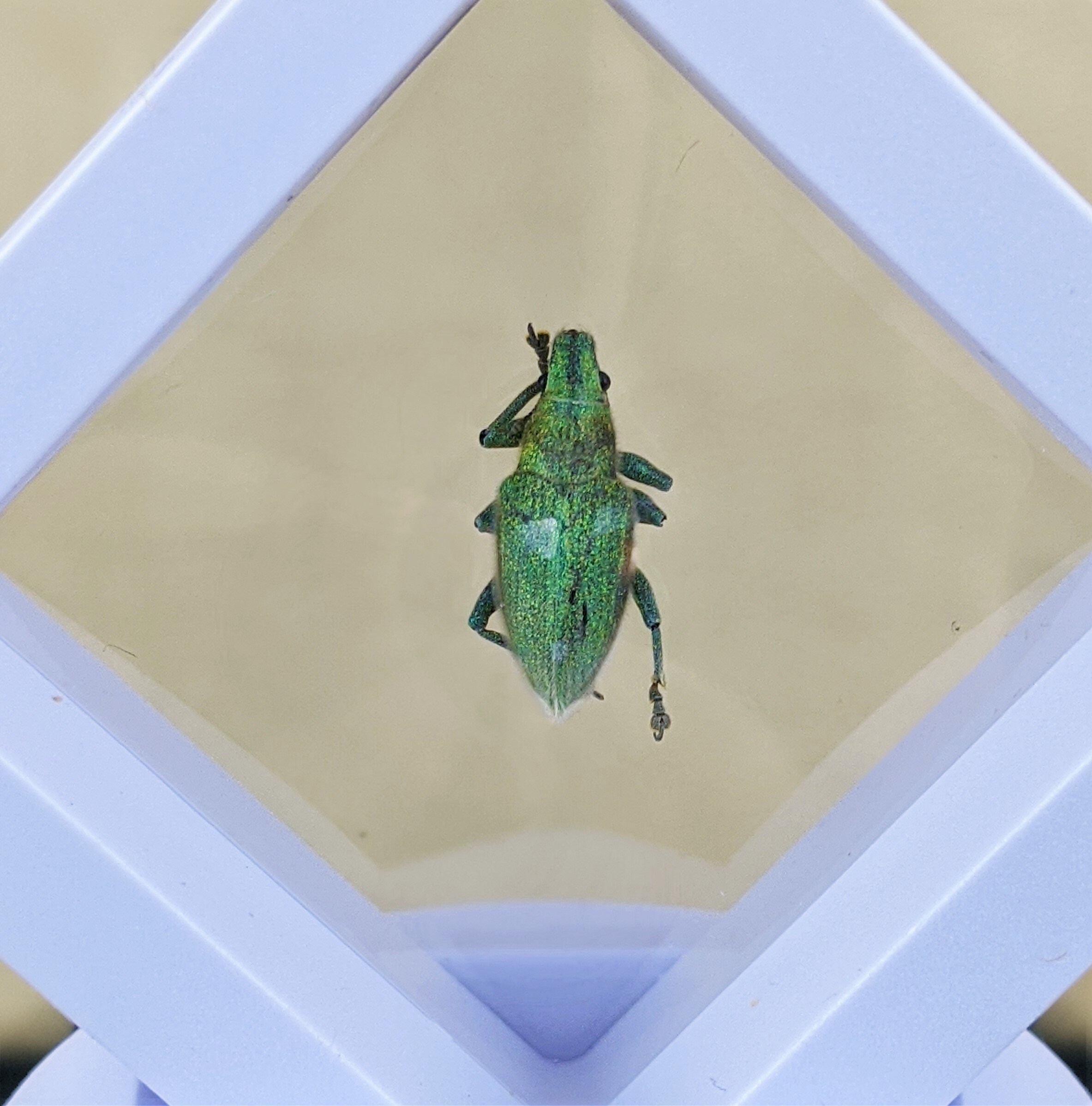 Home Décor Entomology frame with various beetles Home & Living etna.com.pe