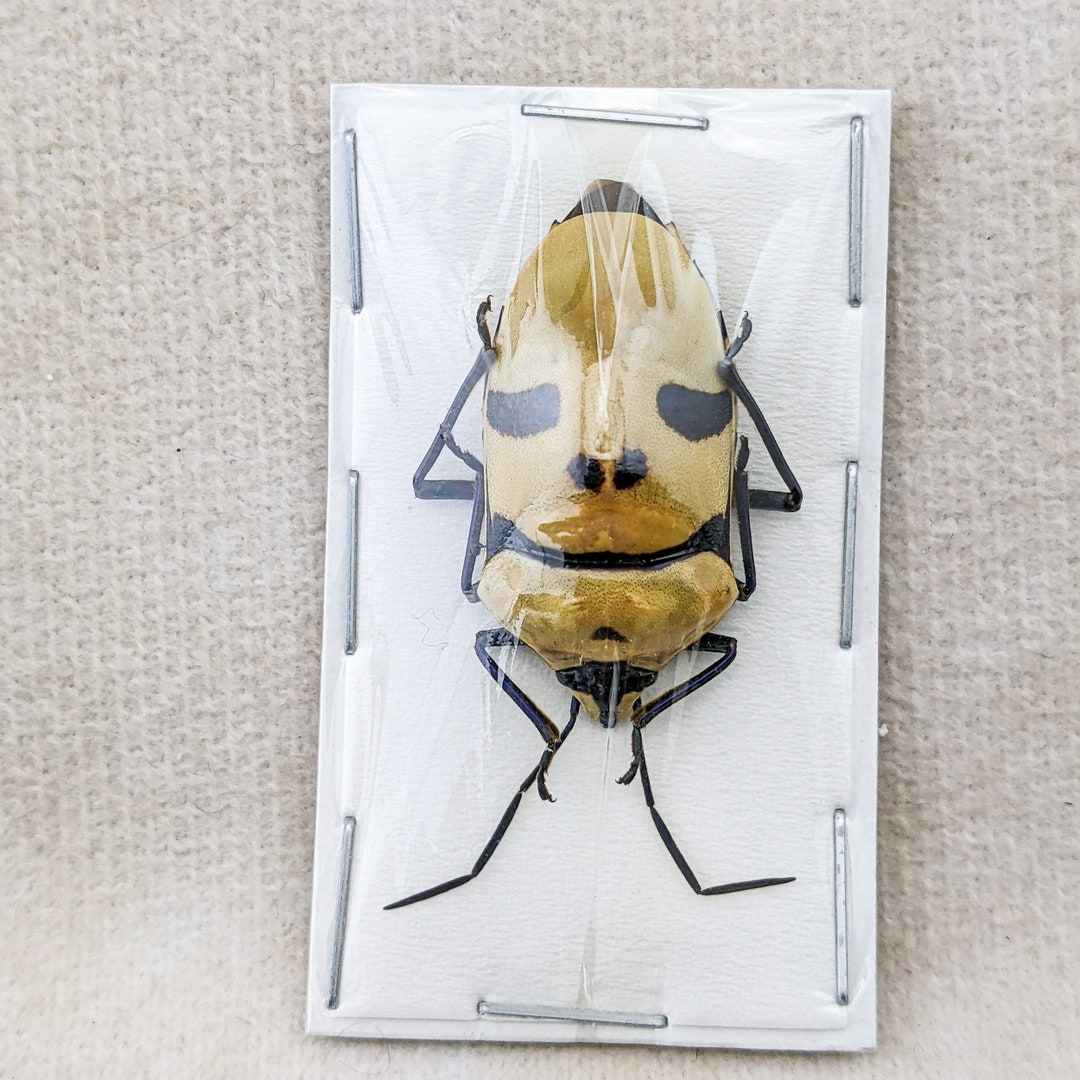 N20a Man Faced Beetle Specimen Death Head Entomology Taxidermy ...