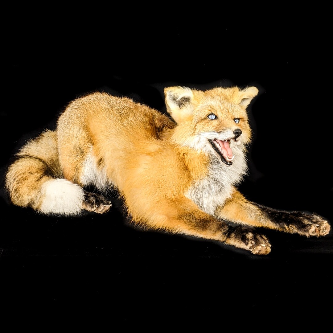 Red Fox Full Mount Display Taxidermy Oddities Curiosities Collectible ...