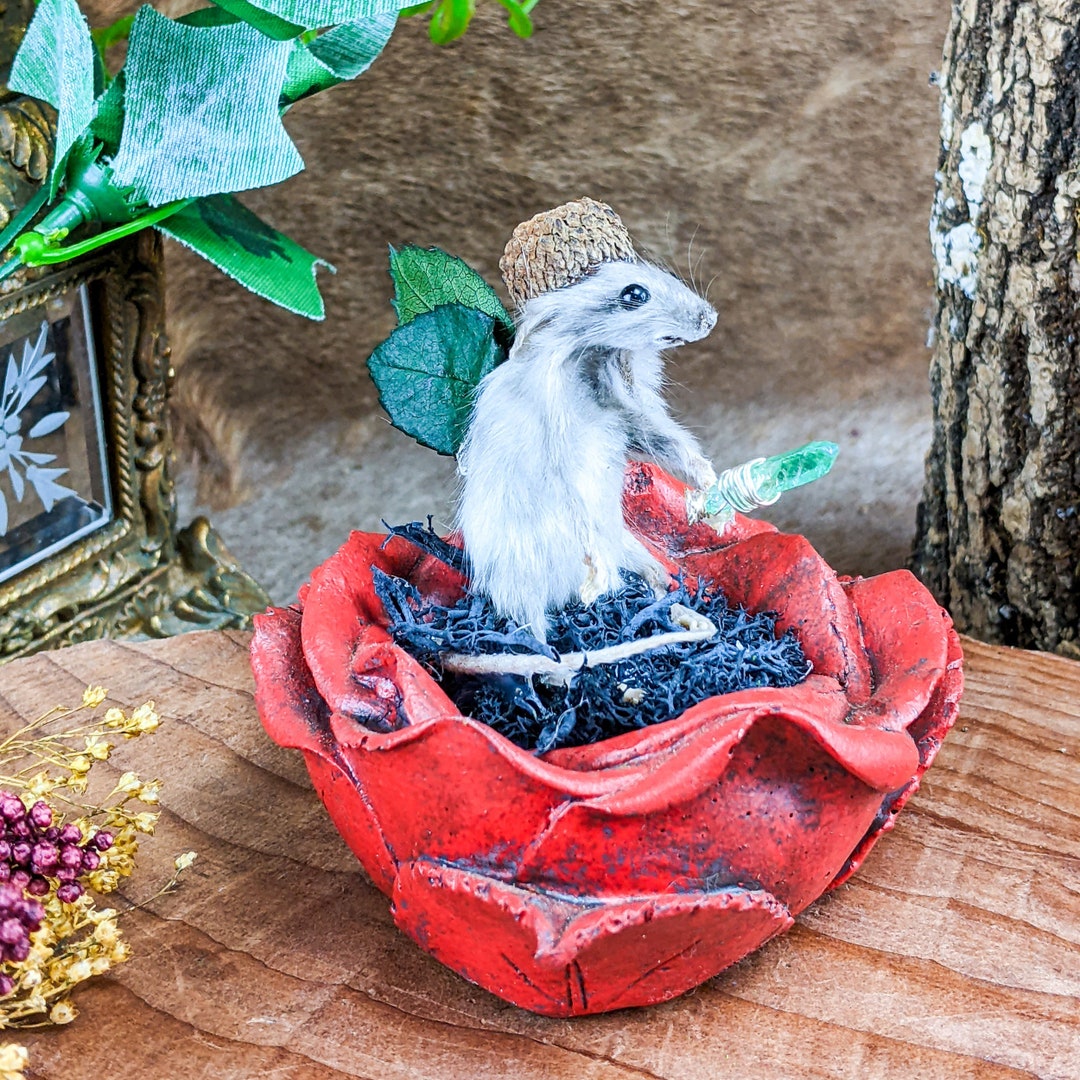 Fairy Rose Mouse Taxidermy Oddities Curiosities Decor Whimsical Gifts ...