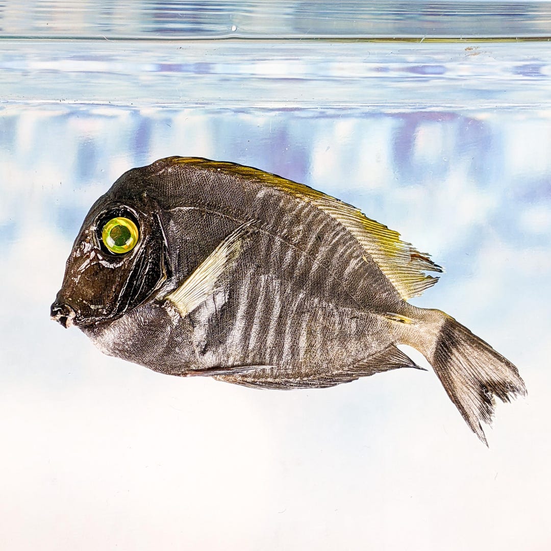 Tang Fish Specimen Taxidermy Craft Aquarium Collectible Specimen Marine ...