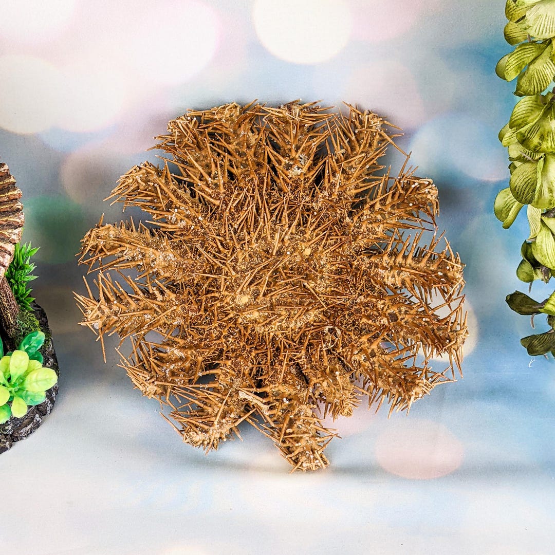 CROWN of THORNS STARFISH on Shell Display Collectible Nautical Ocean ...
